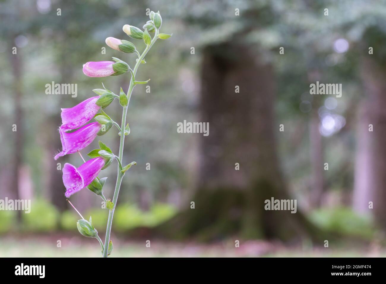 Purple foxglove in the New Forest Stock Photo - Alamy