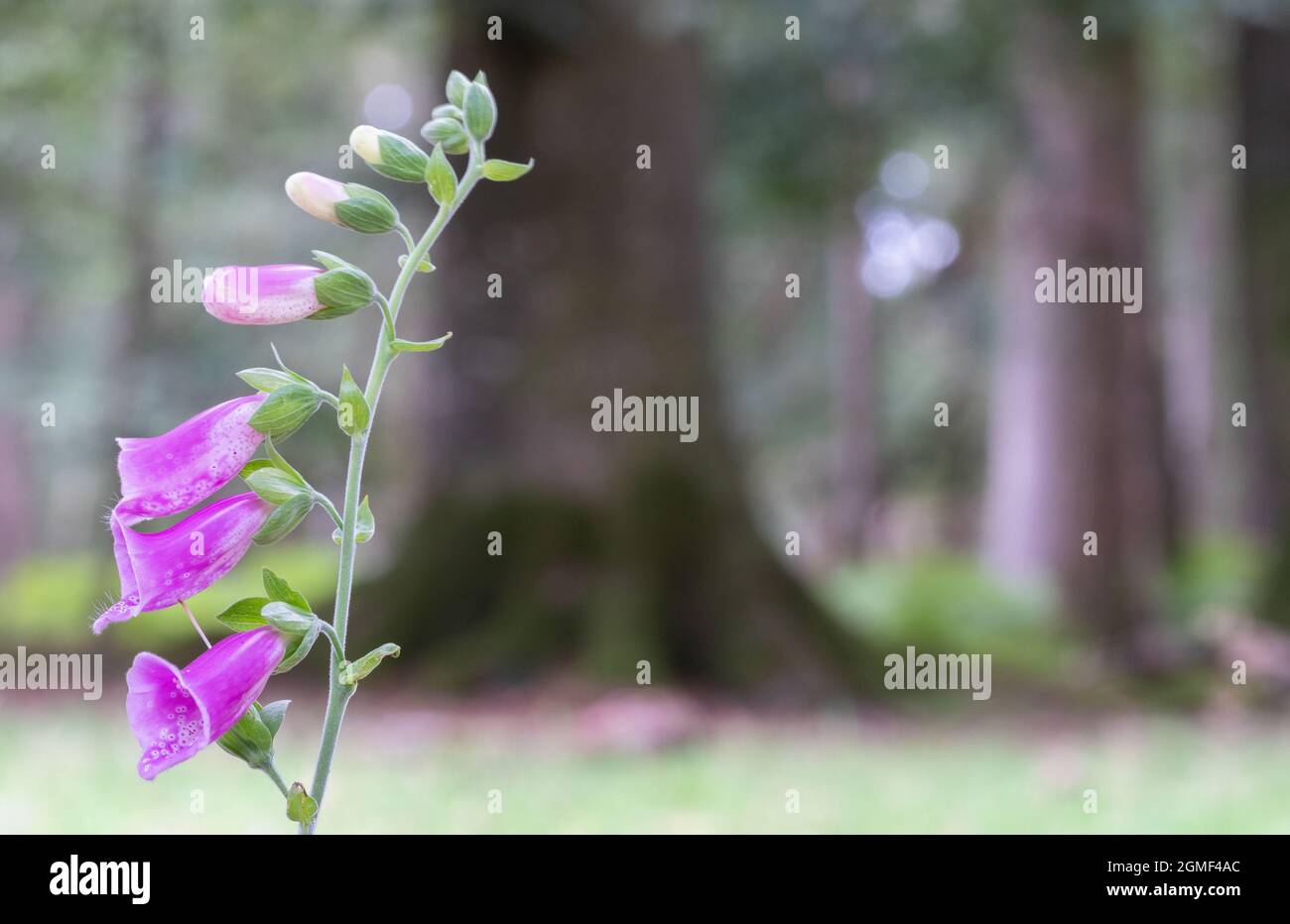 Purple foxglove in the New Forest Stock Photo - Alamy