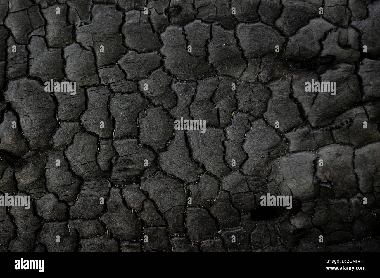 Natural fire ashes with dark grey black coals texture. It is a ...