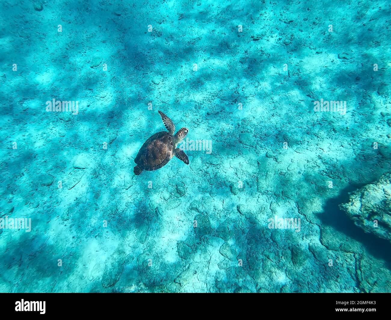 Sea turtle, wildlife, Cyprus, Protaras, Mediterranean Sea, Europe Stock ...