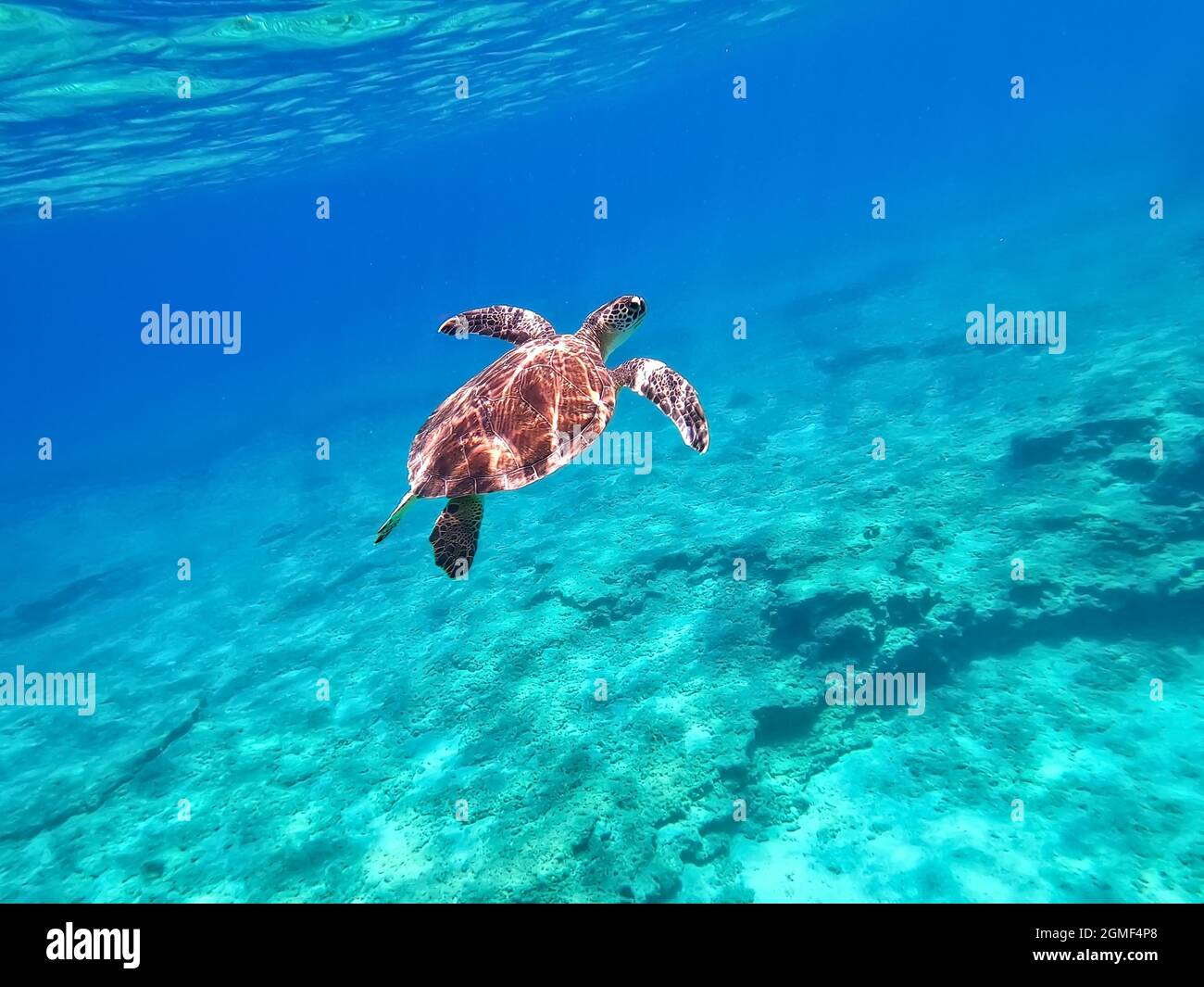 Observe Sea Turtles In Cyprus High Resolution Stock Photography and ...