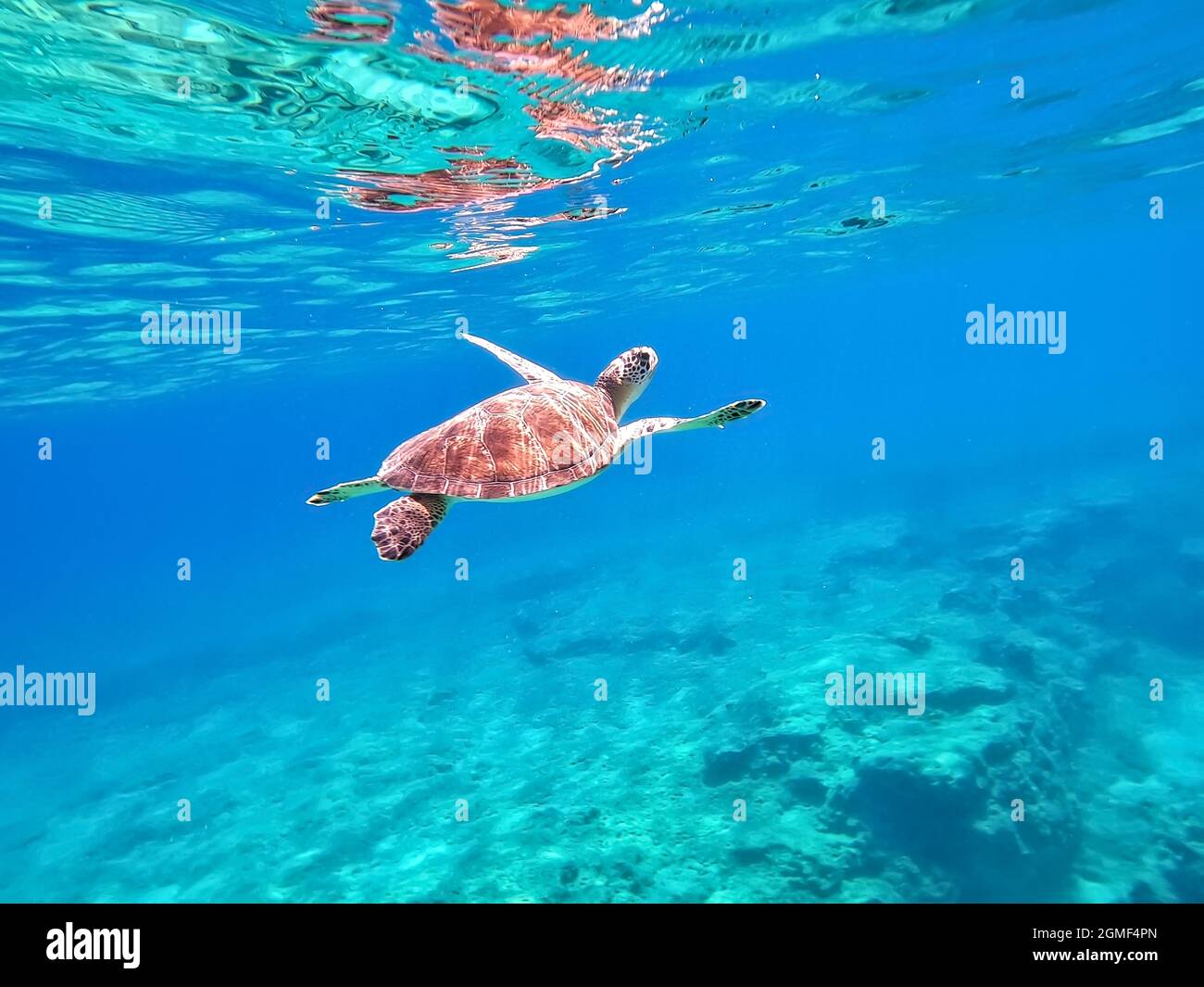 Sea turtle, wildlife, Cyprus, Protaras, Mediterranean Sea, Europe Stock ...
