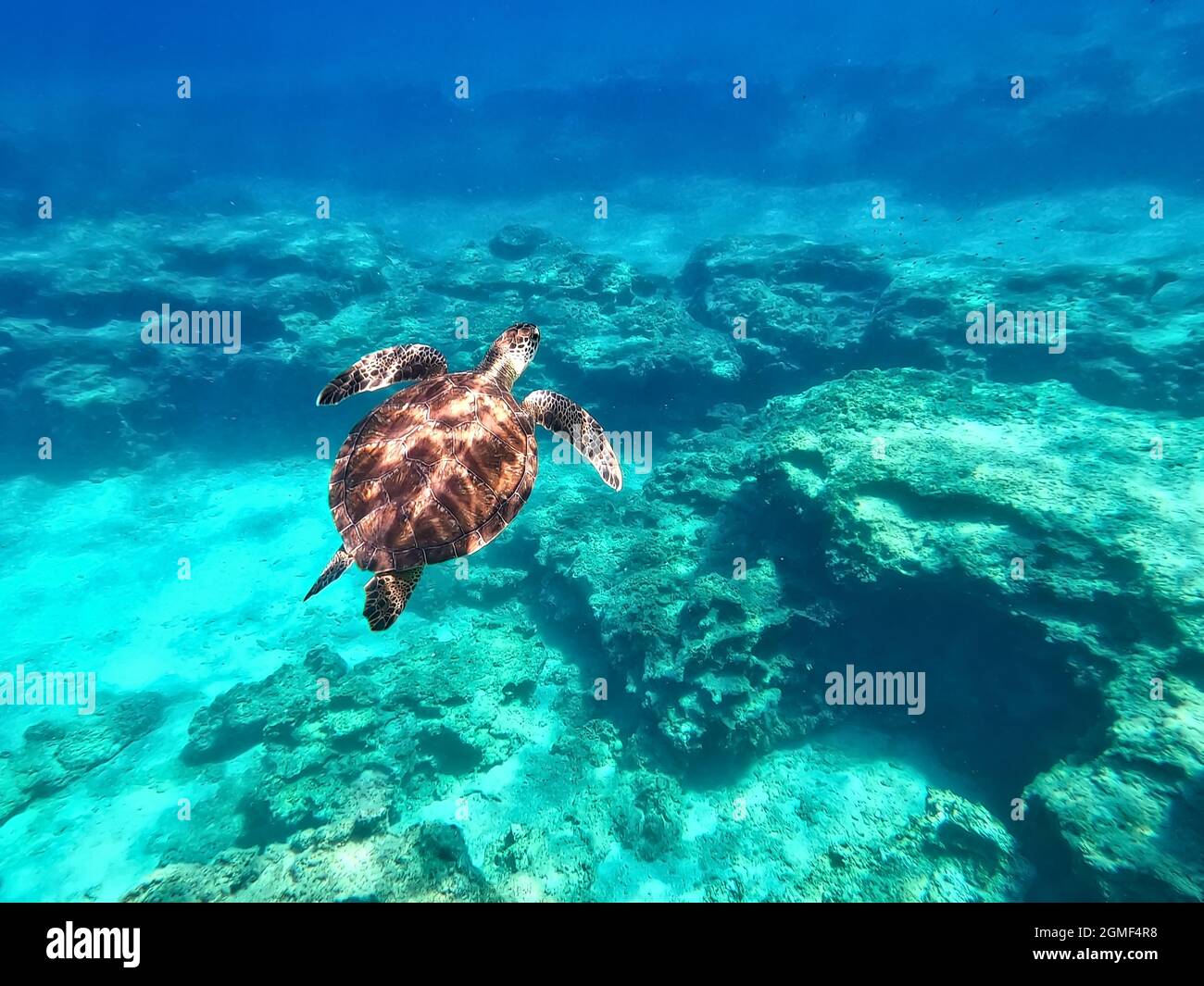Observe sea turtles in cyprus hi-res stock photography and images - Alamy