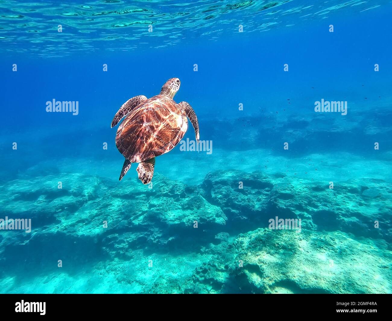 Sea turtle, wildlife, Cyprus, Protaras, Mediterranean Sea, Europe Stock ...