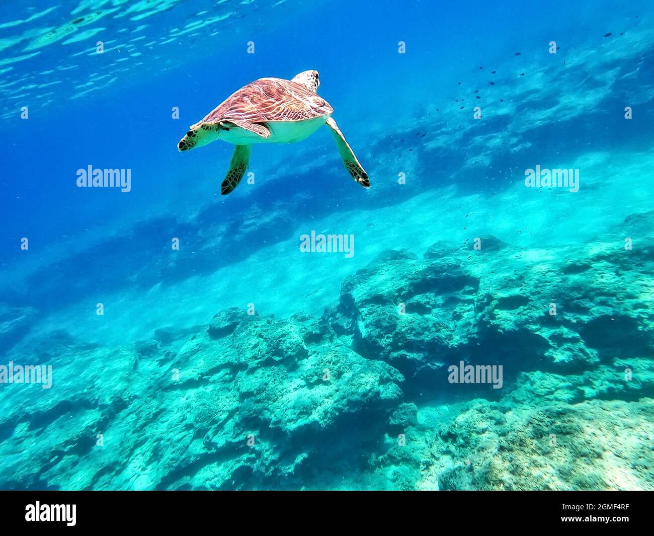 Flying sea turtle hi-res stock photography and images - Alamy