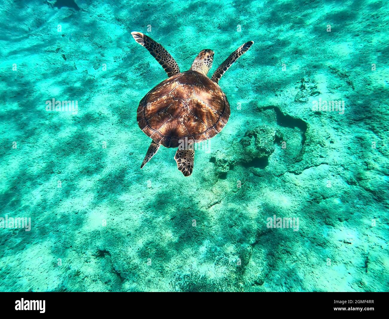Green sea turtle cyprus hi-res stock photography and images - Alamy