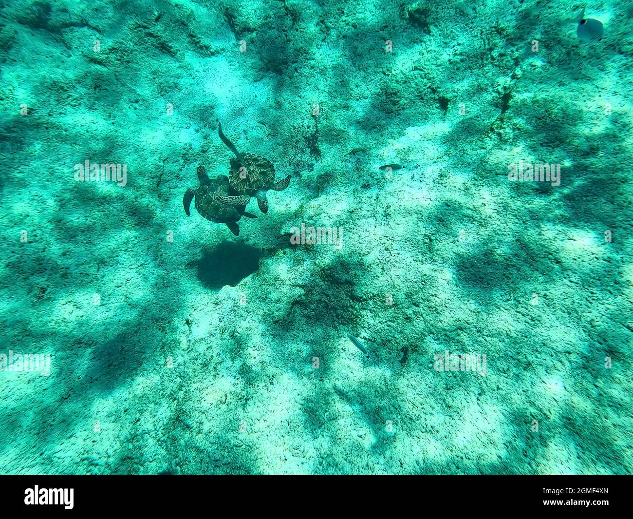 Sea turtle, wildlife, Cyprus, Protaras, Mediterranean Sea, Europe Stock ...