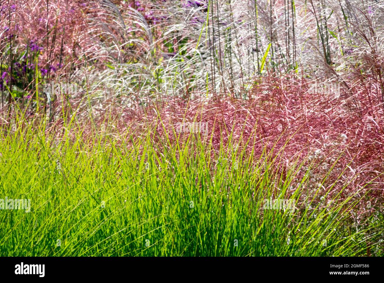 Ornamental grasses border grasses hi-res stock photography and images ...