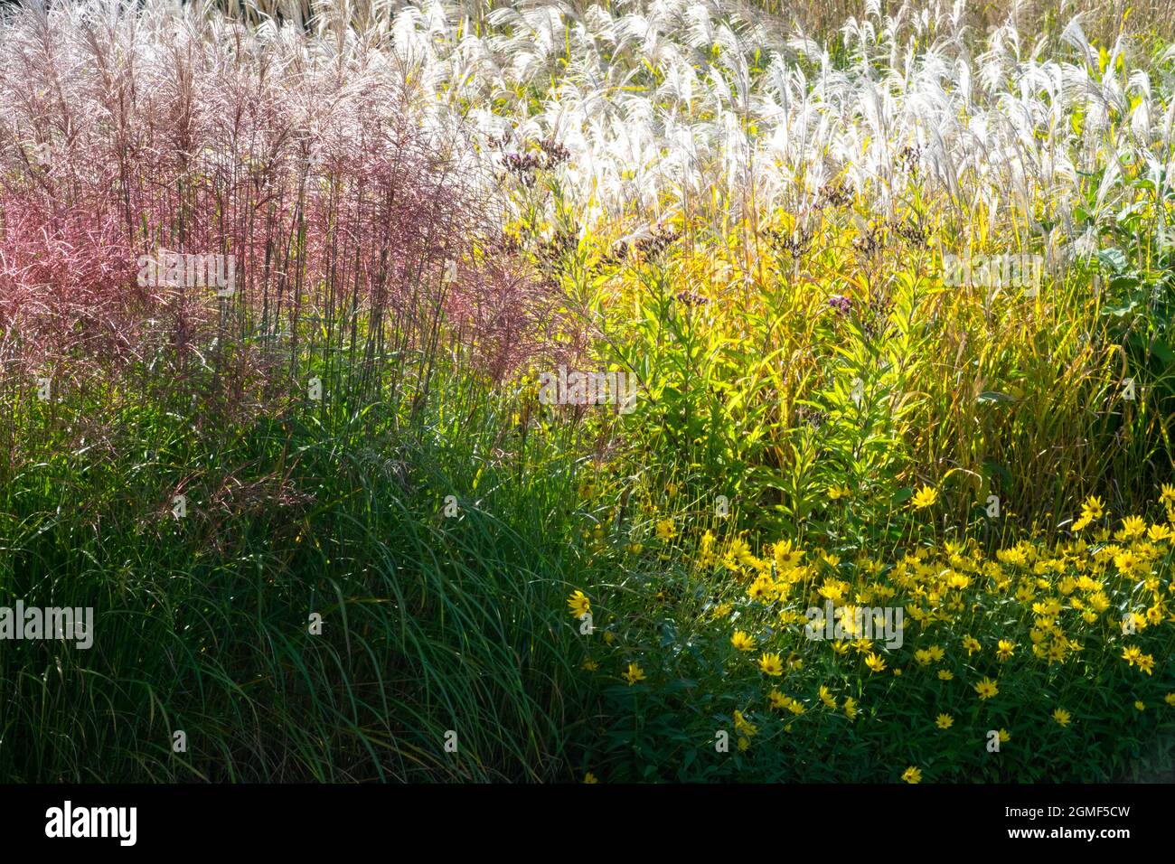 Border with grasses hi-res stock photography and images - Alamy