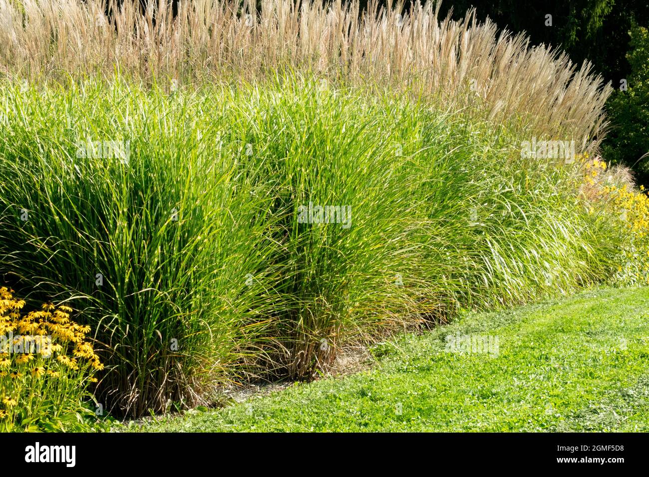 Ornamental grasses border grasses hi-res stock photography and images ...