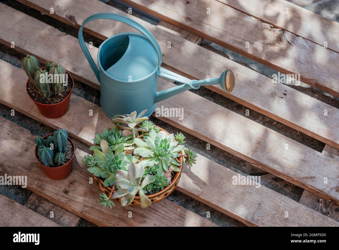 Repotting plants at home, decomposed tools for the gardener, watering ...