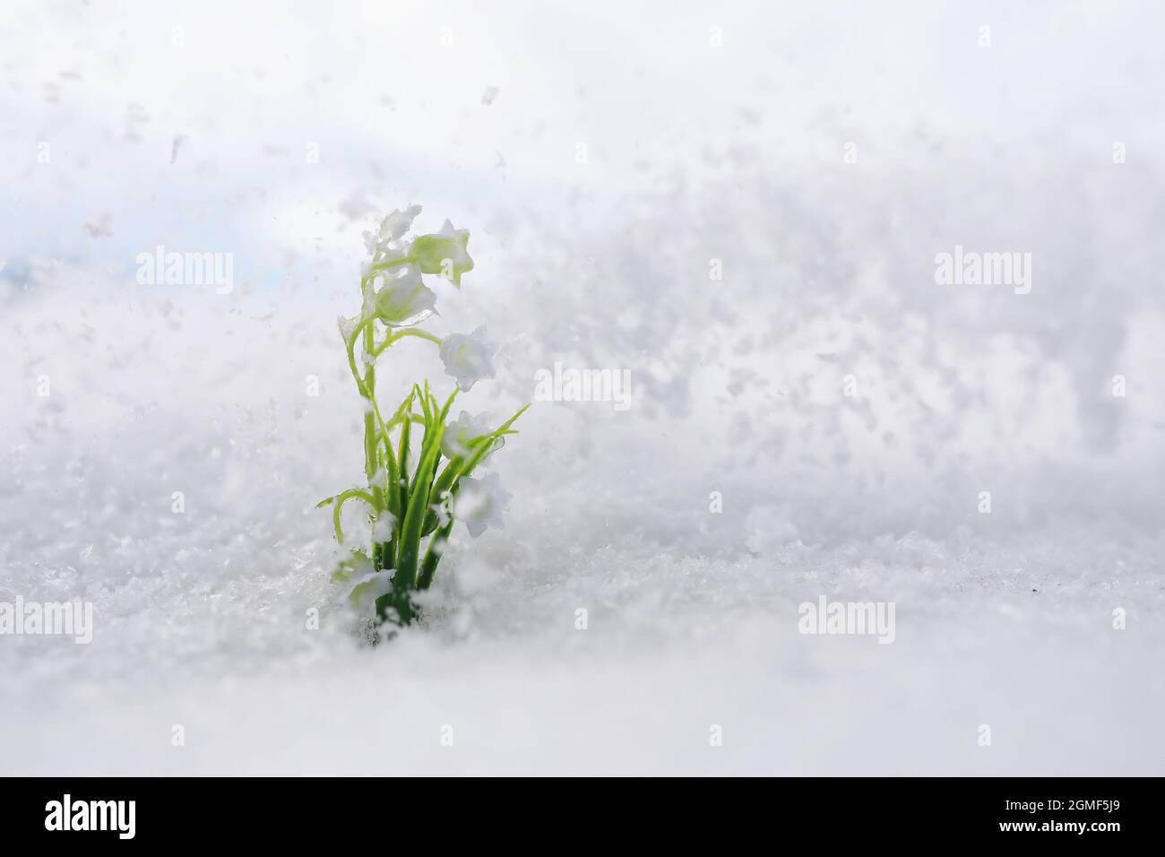 The first spring flowers. Snowdrops in the forest grow out of snow ...