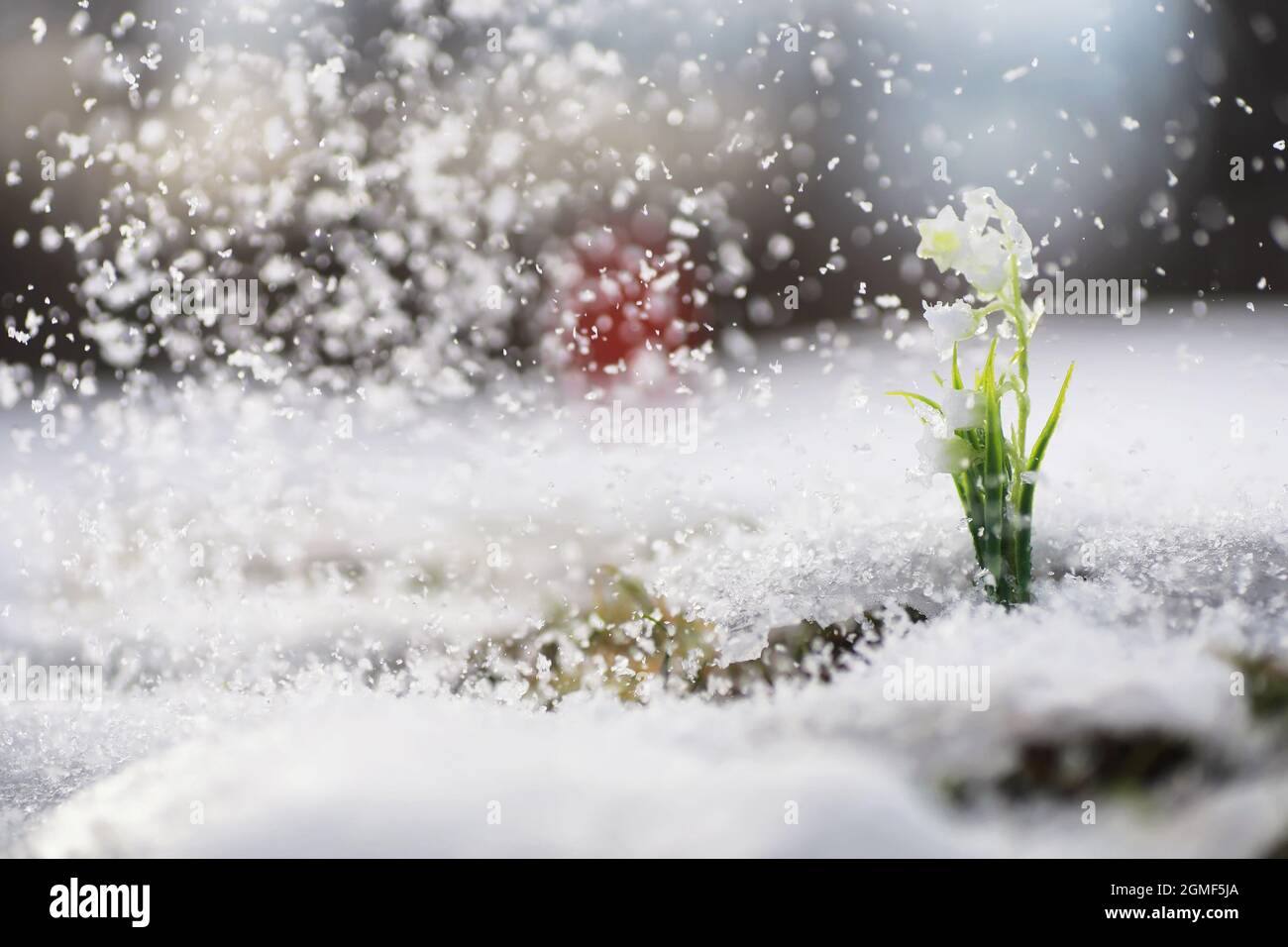The first spring flowers. Snowdrops in the forest grow out of snow ...
