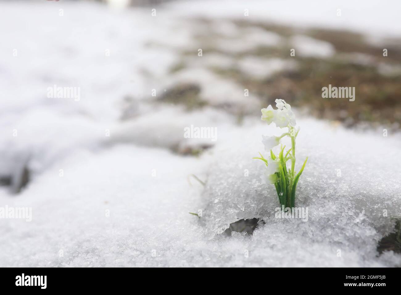 The first spring flowers. Snowdrops in the forest grow out of snow ...