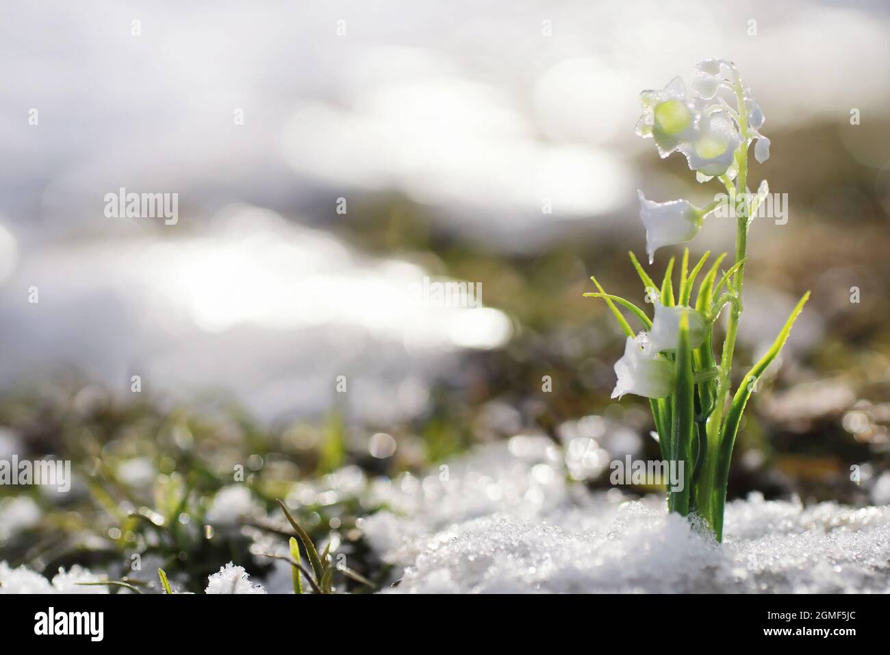 The first spring flowers. Snowdrops in the forest grow out of snow ...