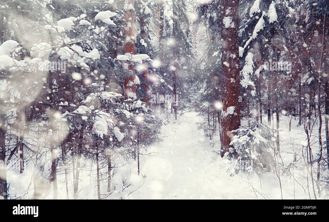 Winter forest landscape. Tall trees under snow cover. January frosty ...