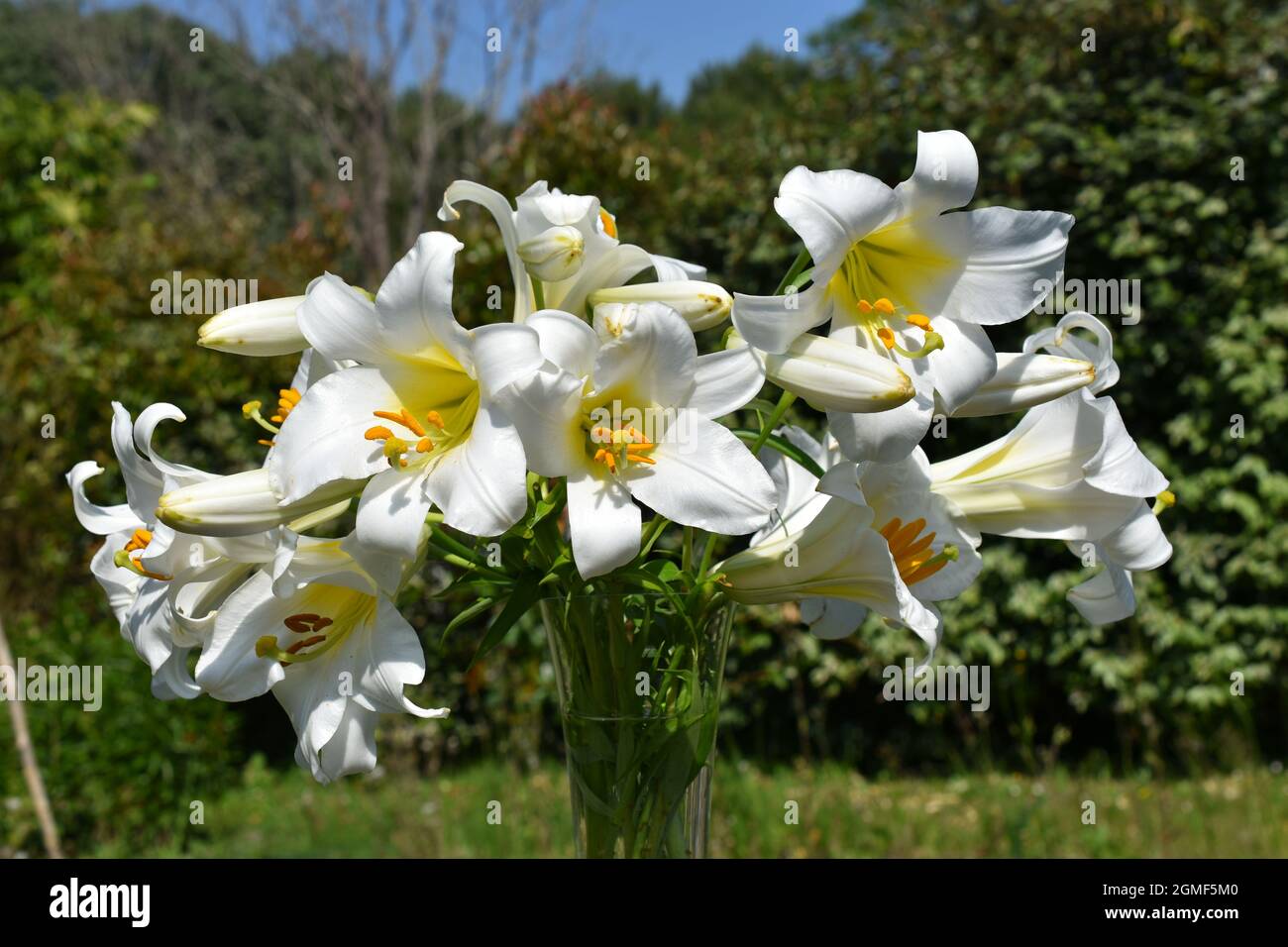 Bouquet de lys Royal Régale Album Stock Photo - Alamy