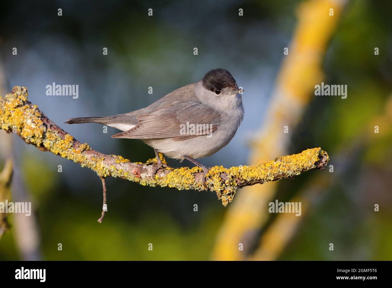 Black cap bird hi-res stock photography and images - Alamy