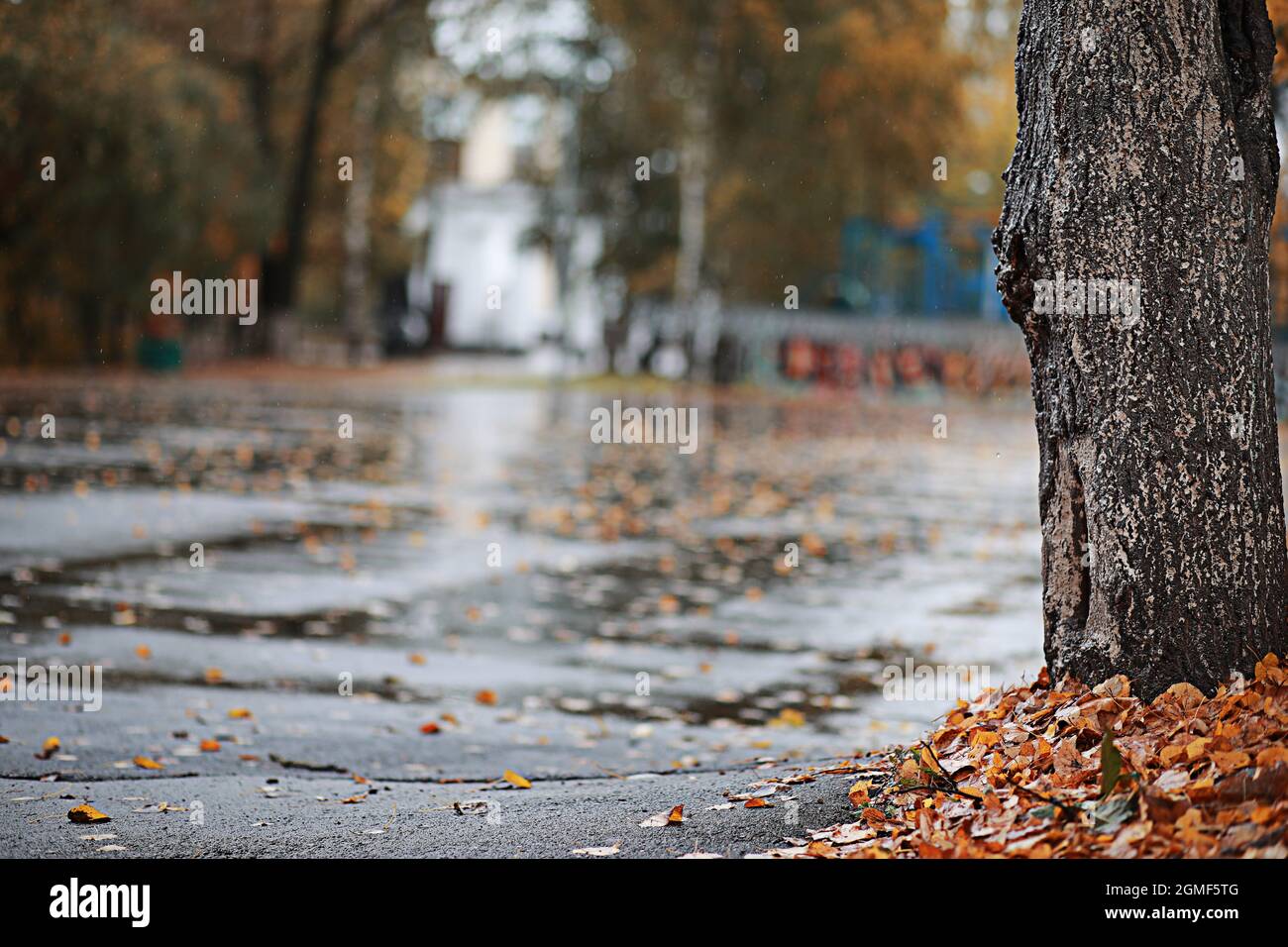 Autumn rain in the park during the day Stock Photo - Alamy