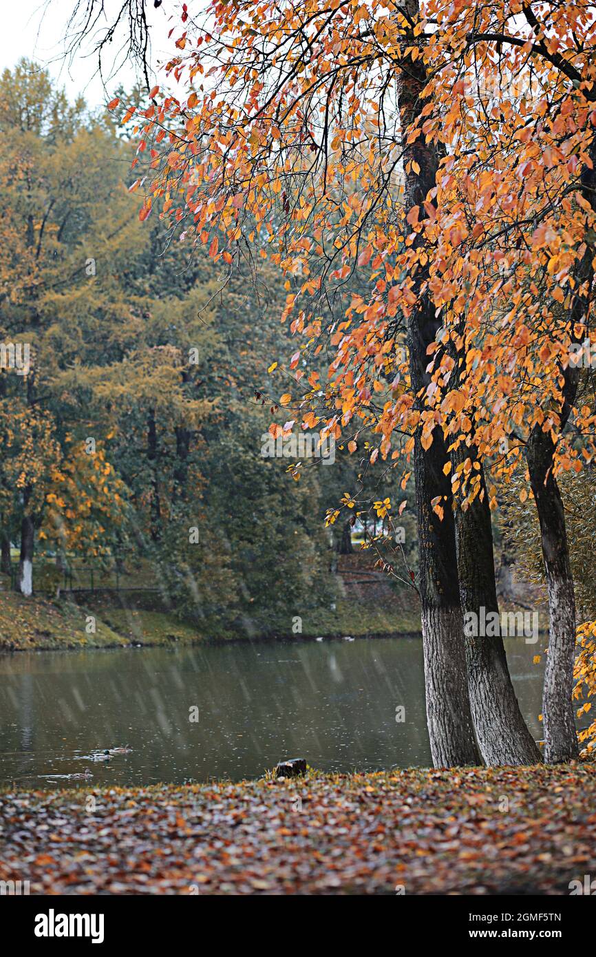 Autumn rain in the park during the day Stock Photo - Alamy
