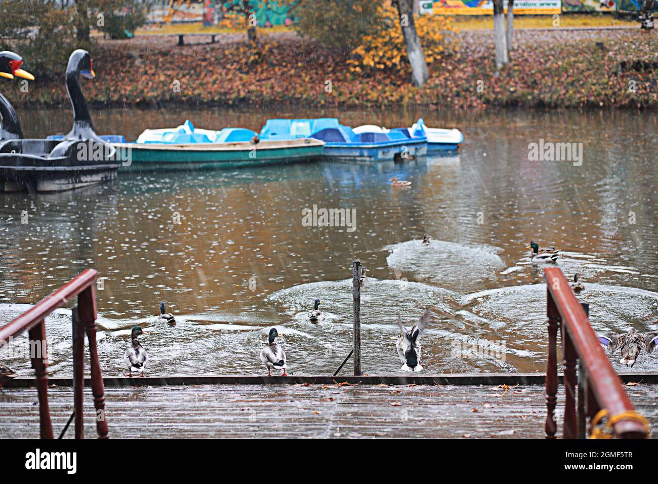 Autumn rain in the park during the day Stock Photo - Alamy