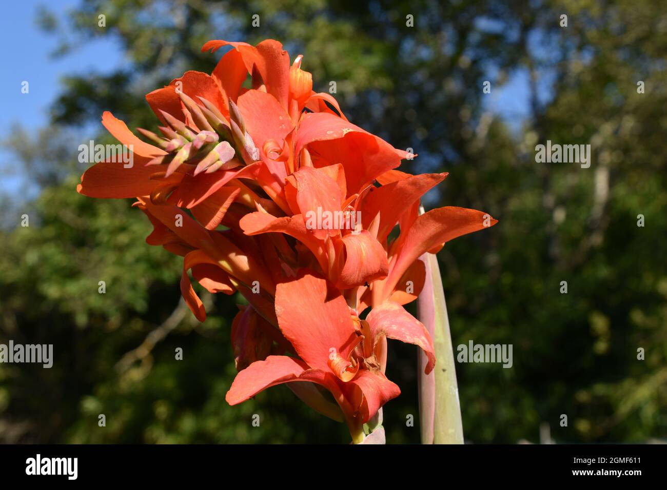 Canna rouge hi-res stock photography and images - Alamy