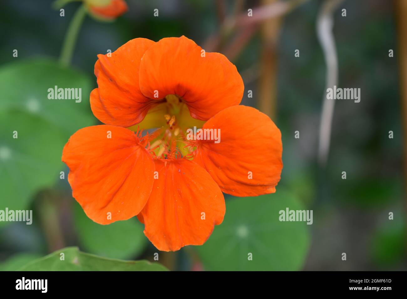 Cinq petales hi-res stock photography and images - Alamy