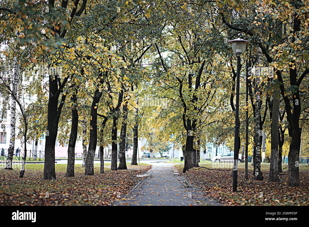 Autumn rain in the park during the day Stock Photo - Alamy