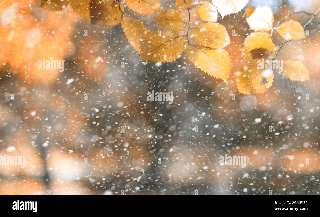 Autumn park in the days of the first snow Stock Photo - Alamy