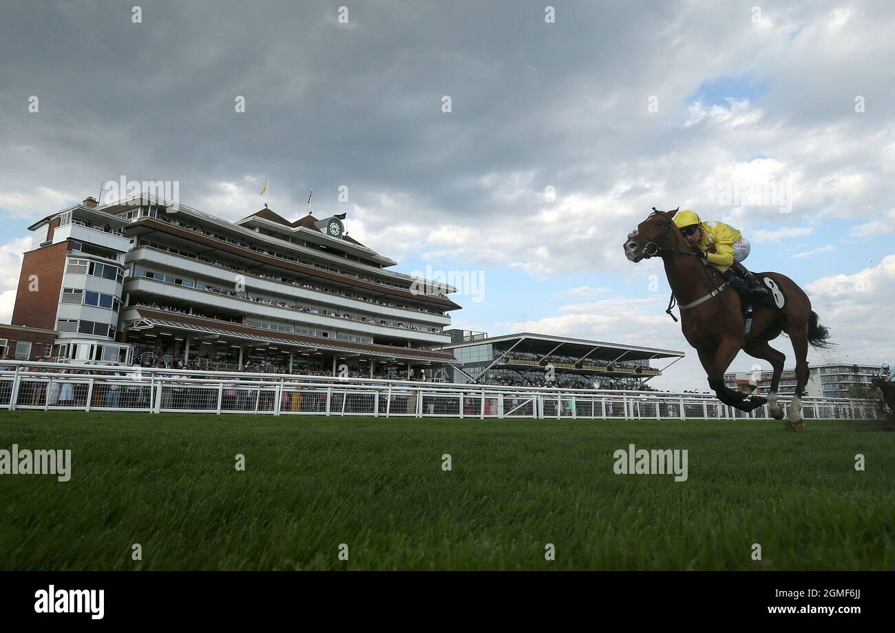 Koy koy horse hi-res stock photography and images - Alamy