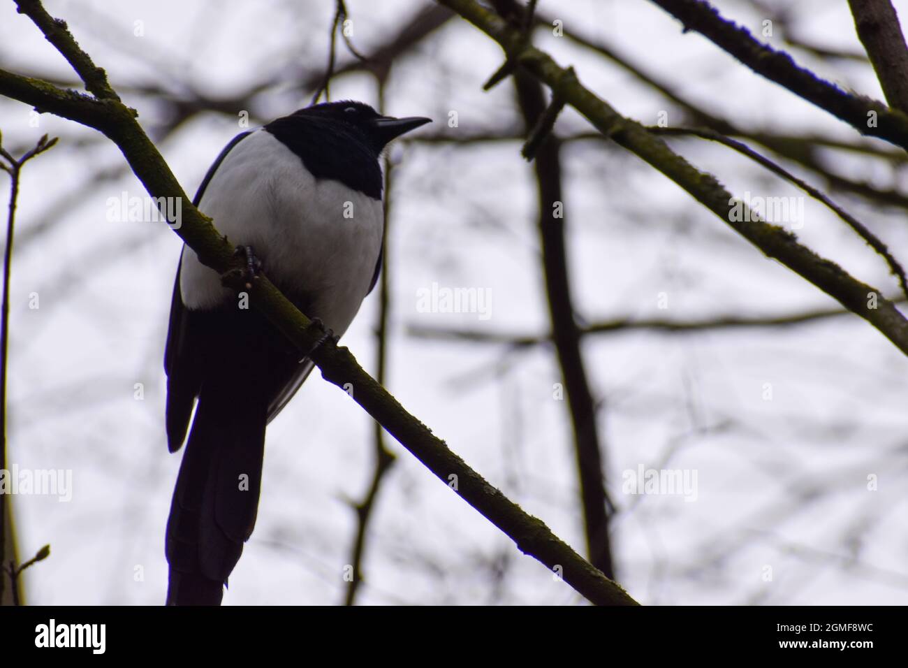 Closeup shot of a magpie sitting on a tree branch under a misty sky ...