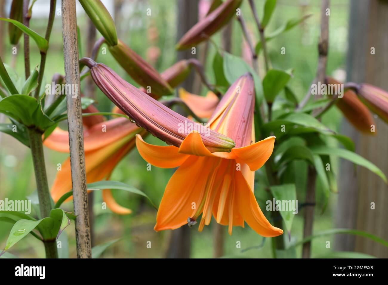 Lilium African Queen Stock Photo - Alamy