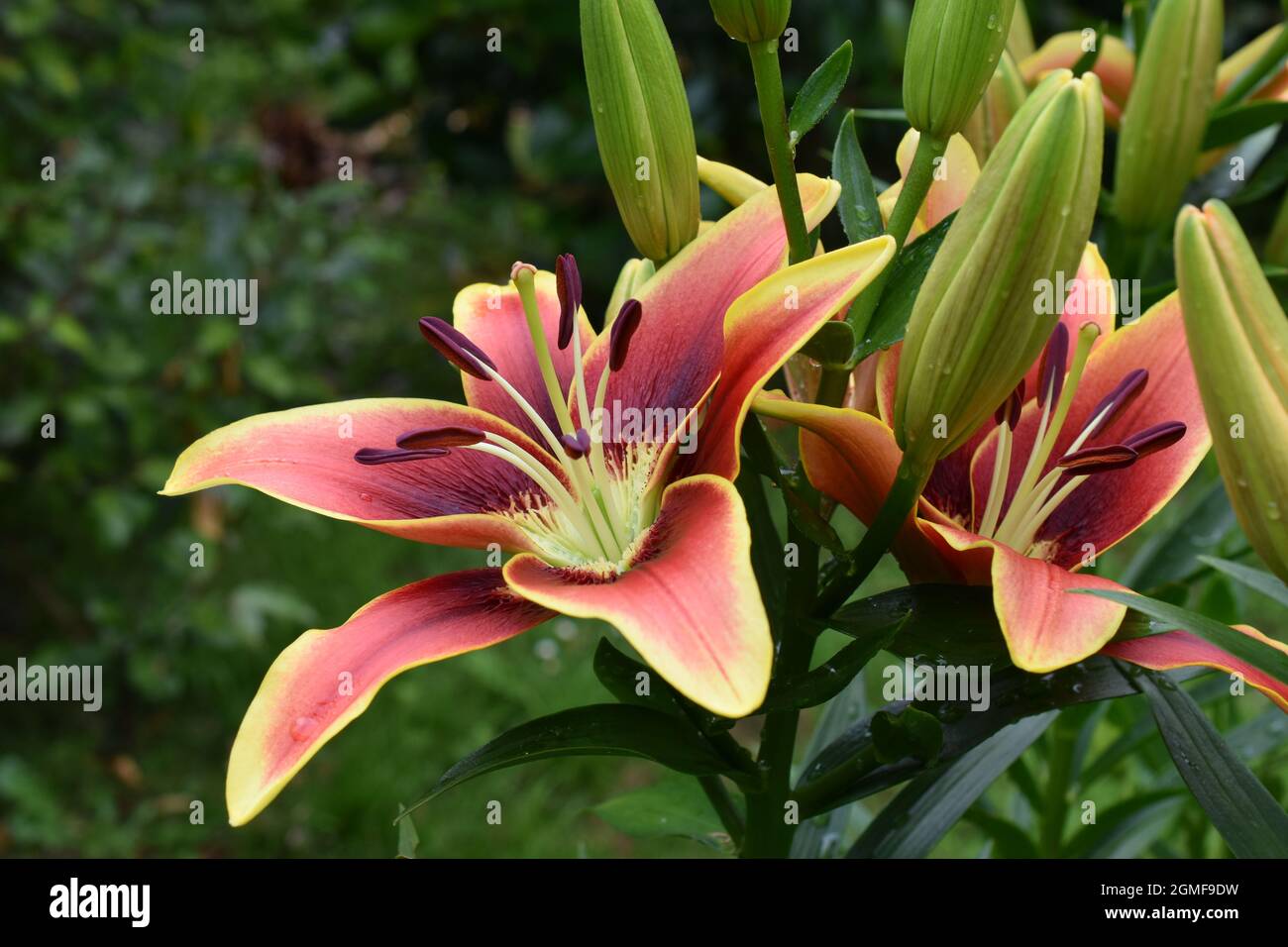 Lilium en macro hi-res stock photography and images - Alamy
