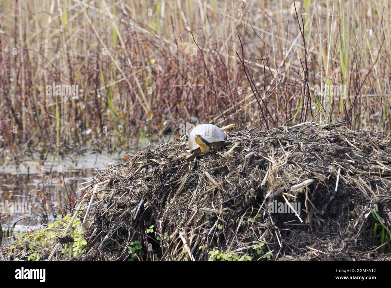 Turtle on a pile of dirt at a pond Stock Photo - Alamy
