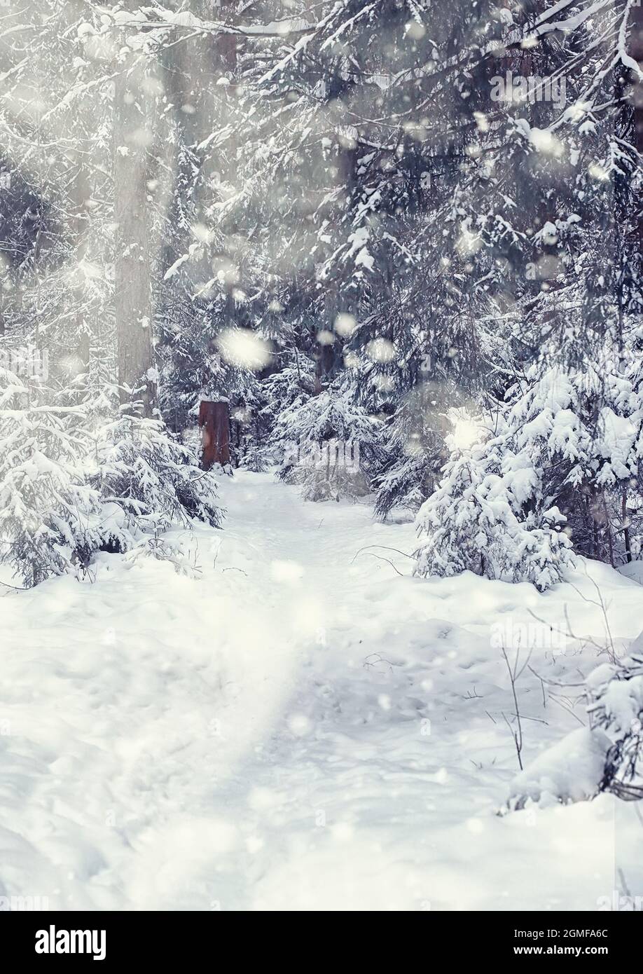 Winter forest landscape. Tall trees under snow cover. January frosty ...