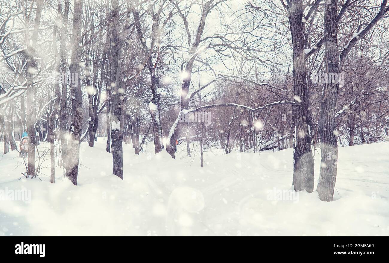 Winter forest landscape. Tall trees under snow cover. January frosty ...
