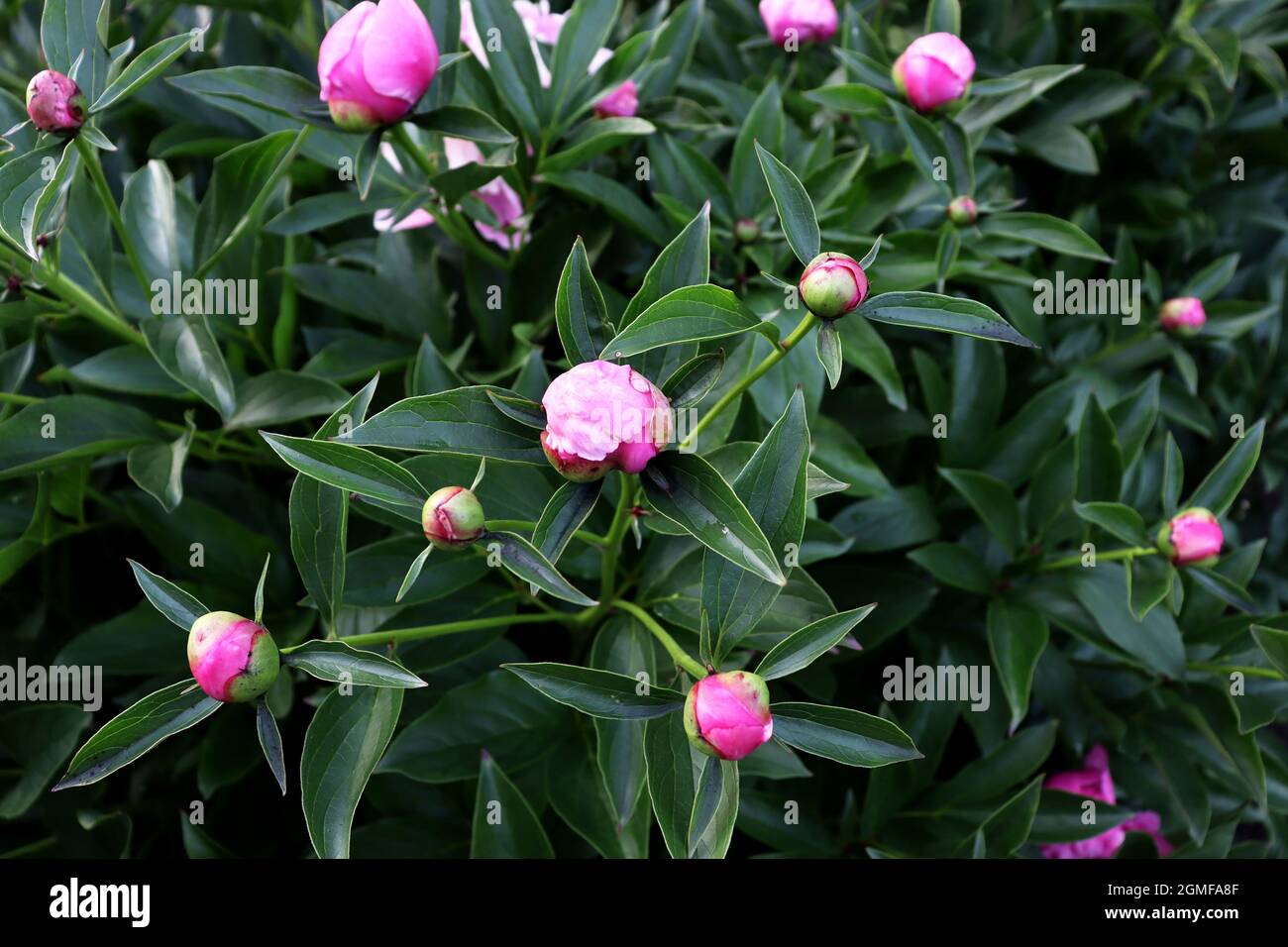 Beautiful delicate peonies blossom background for banner concept ...