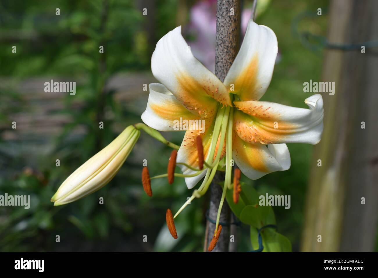 Lilium Lady Alice Stock Photo - Alamy