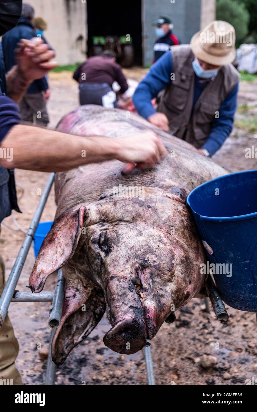 traditional slaughter of the Mallorcan black pig, Mallorca, Balearic ...