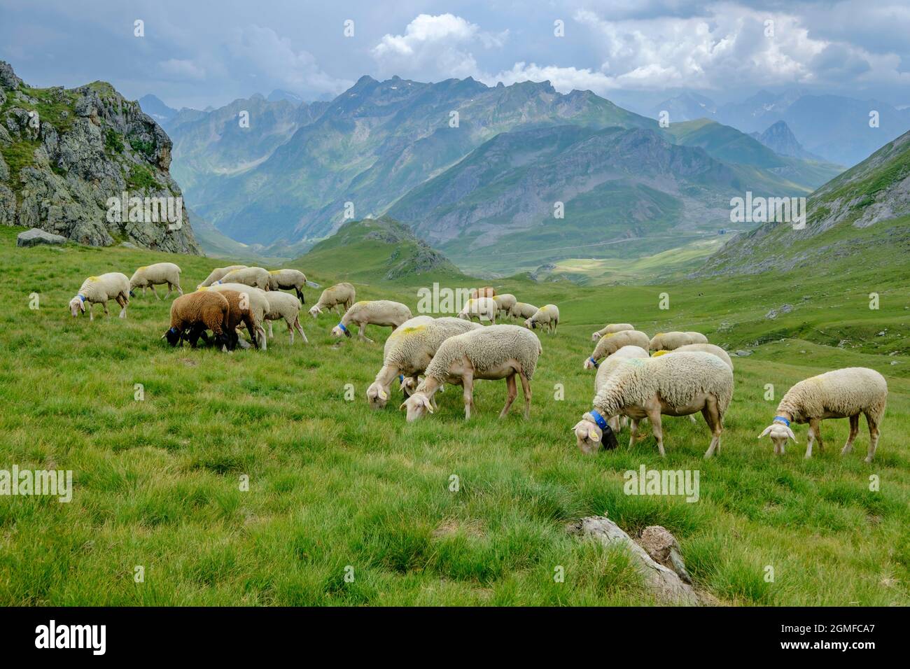 flock of sheep in the meadows of Portalet, Ayous lakes tour, Pyrenees ...