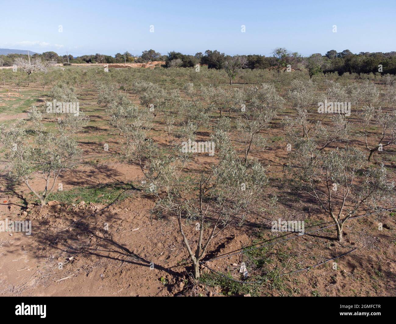 olive grove of Marcos Ribas, Formentera, Pitiusas Islands, Balearic ...