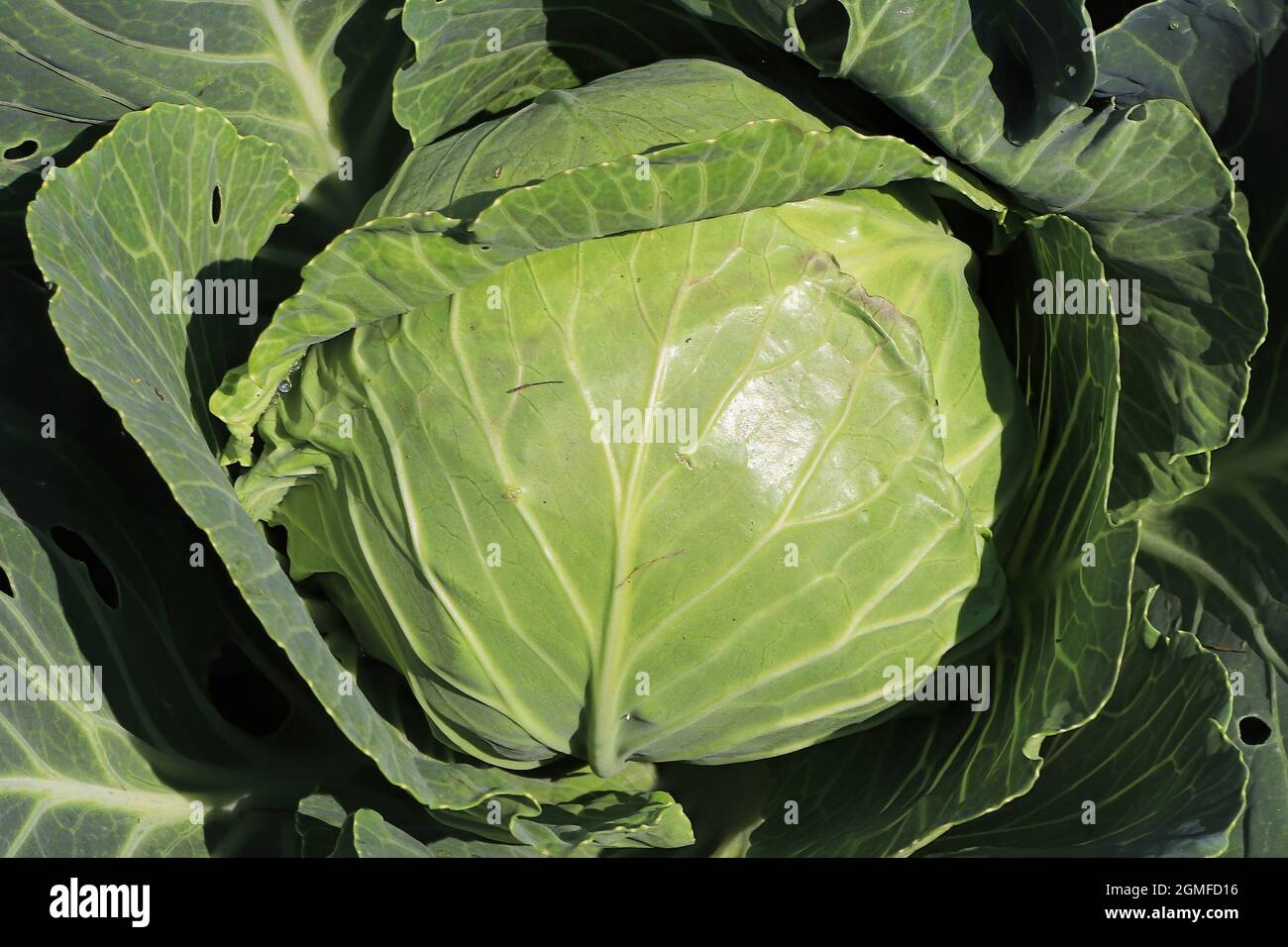 Forming cabbage head hi-res stock photography and images - Alamy