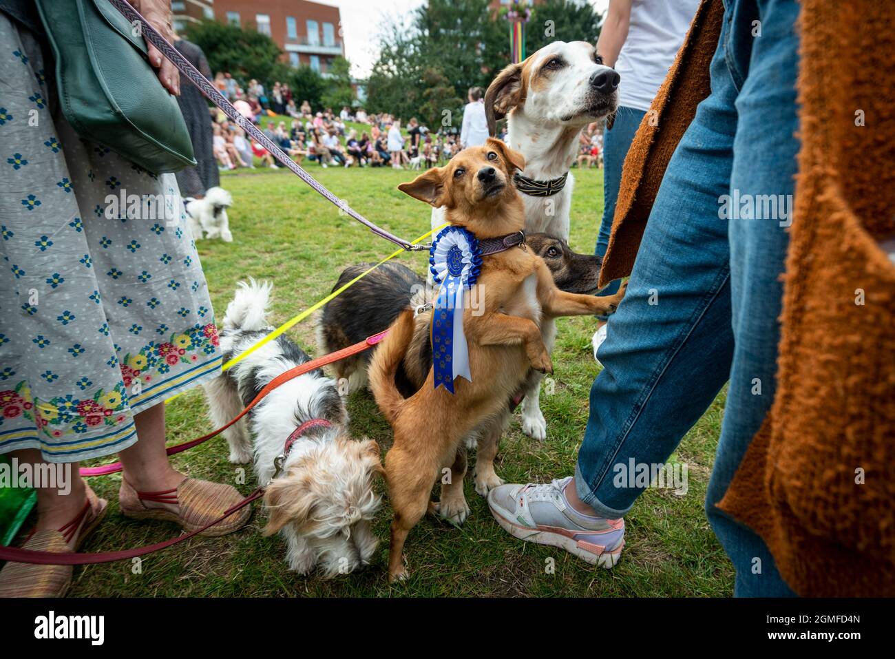 Village fete dog show hi-res stock photography and images - Alamy