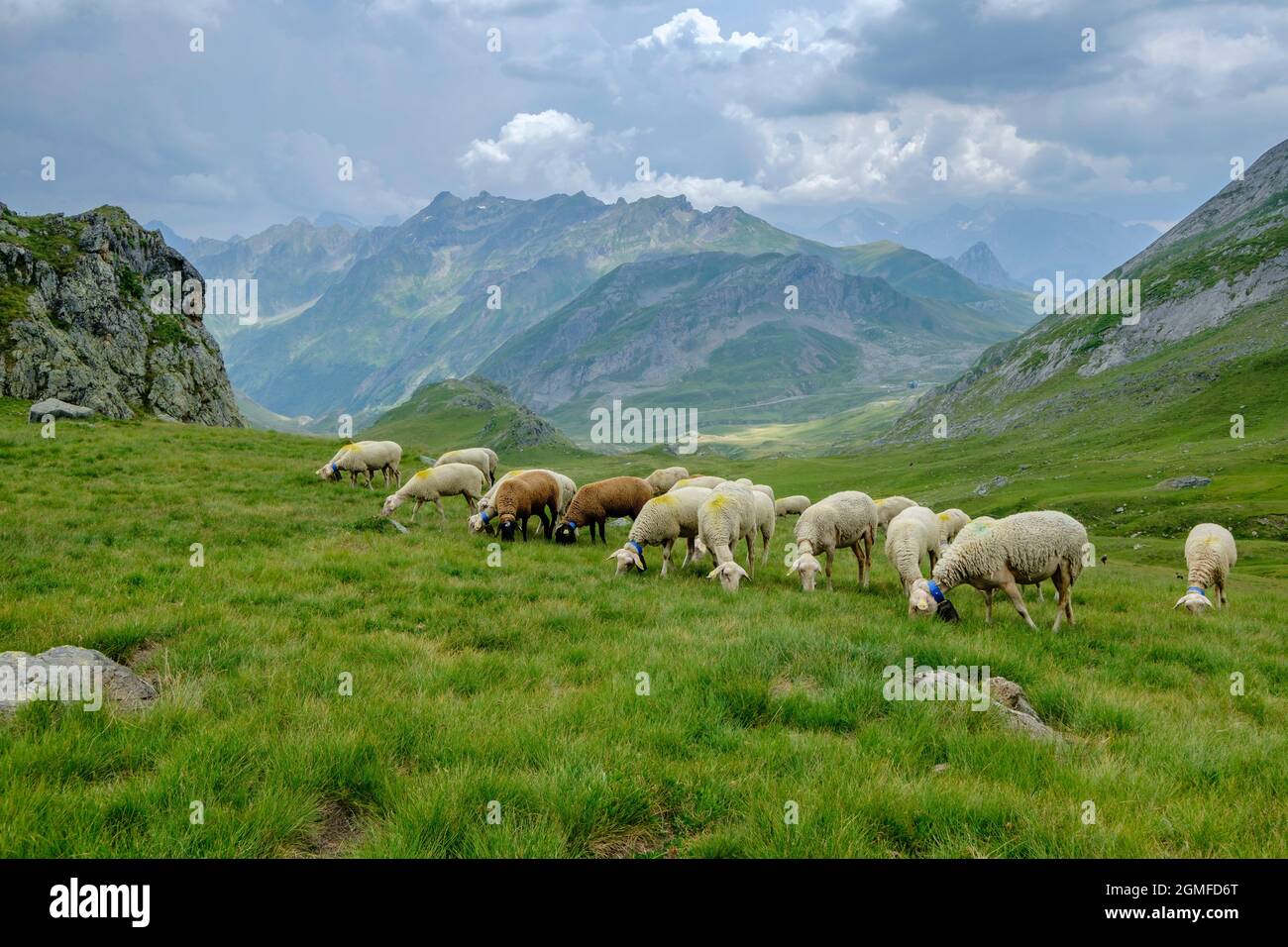 flock of sheep in the meadows of Portalet, Ayous lakes tour, Pyrenees ...
