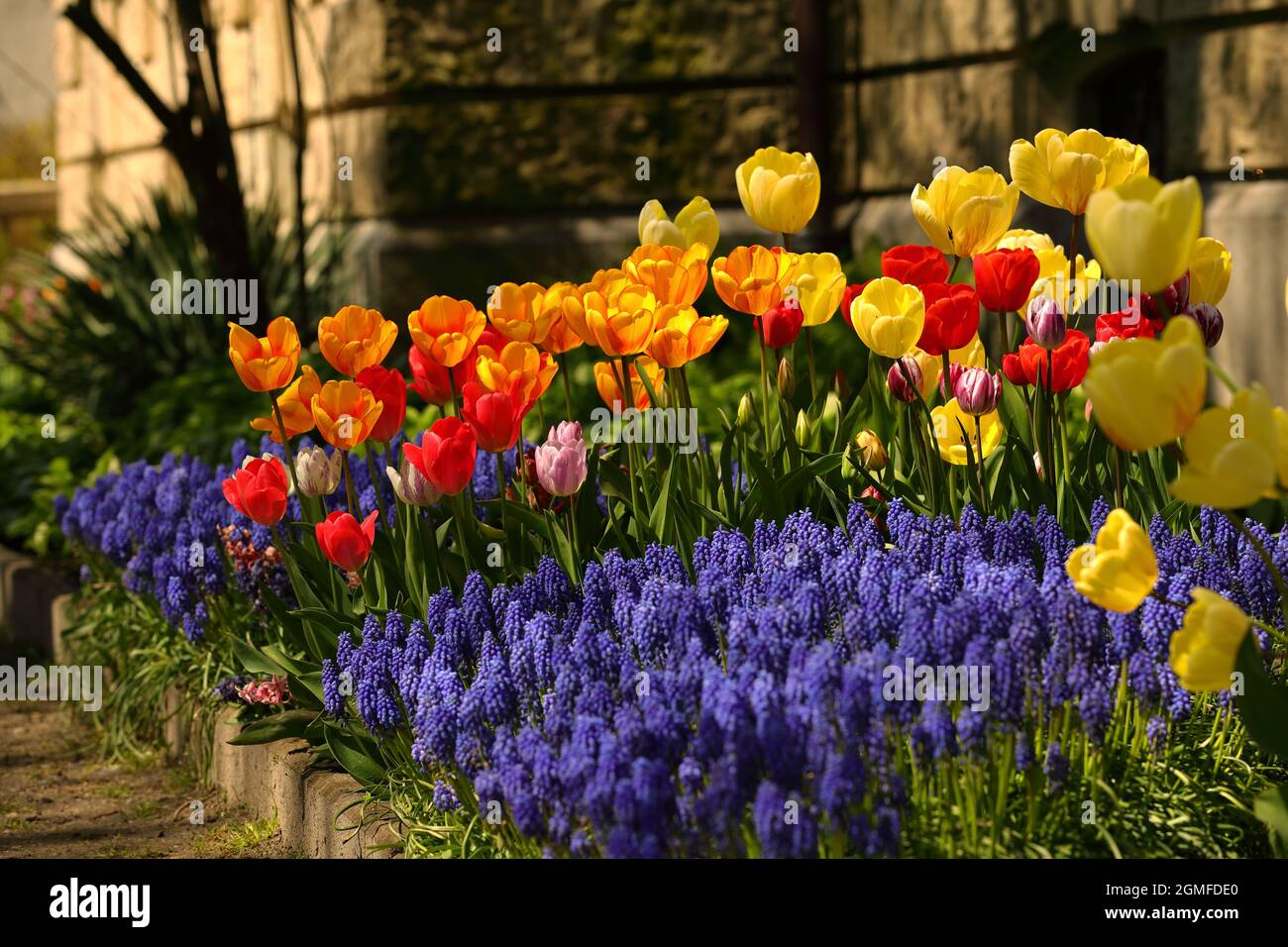 Colorful flowers that bloom in spring at a botanical garden Stock Photo ...