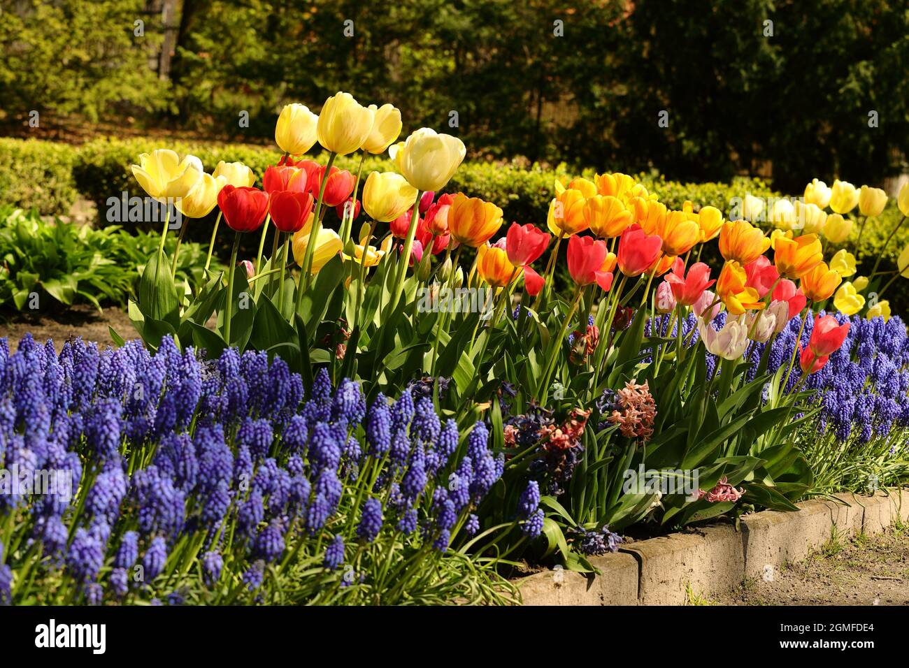 Colorful flowers that bloom in spring at a botanical garden Stock Photo ...