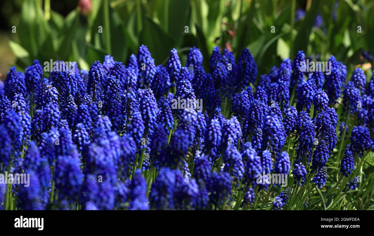 Colorful flowers that bloom in spring at a botanical garden Stock Photo ...