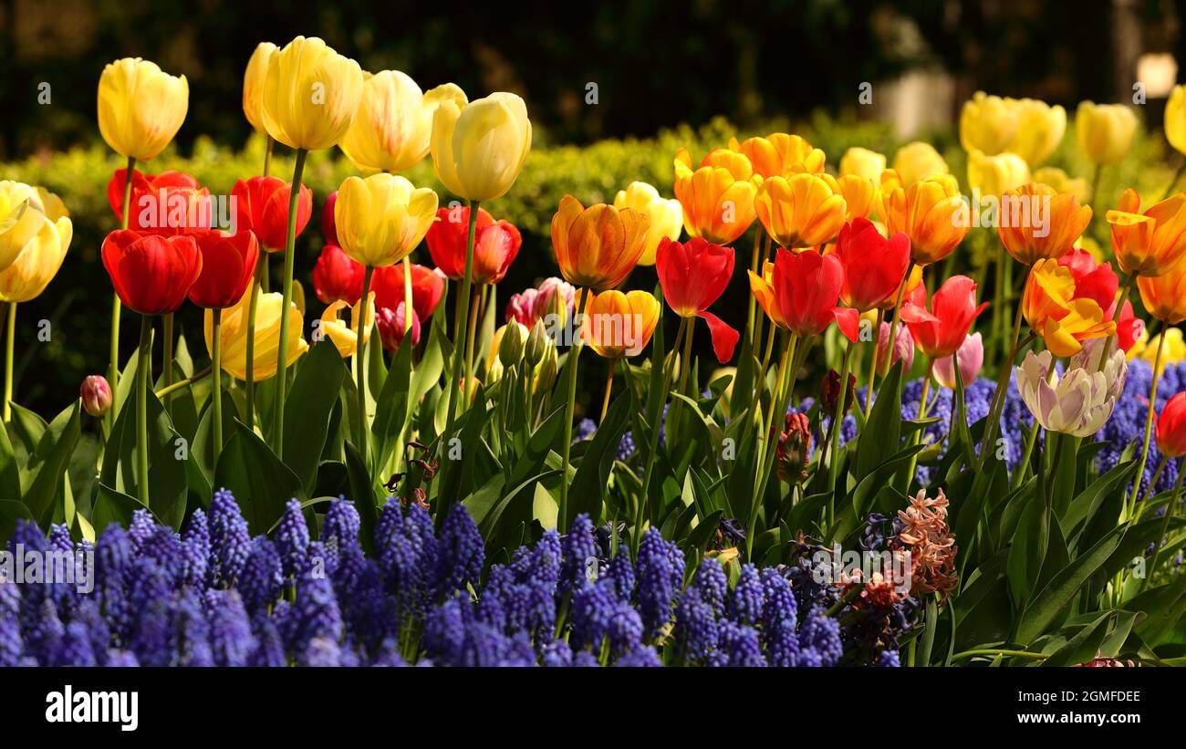 Colorful flowers that bloom in spring at a botanical garden Stock Photo ...