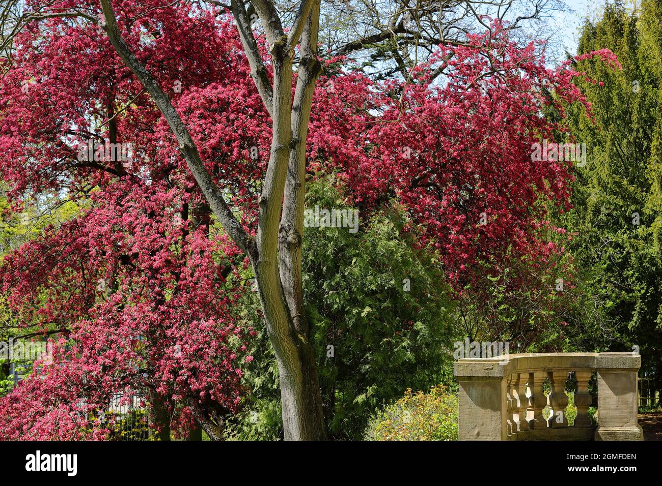 Trees that bloom red in spring in a suburban botanical garden Stock ...