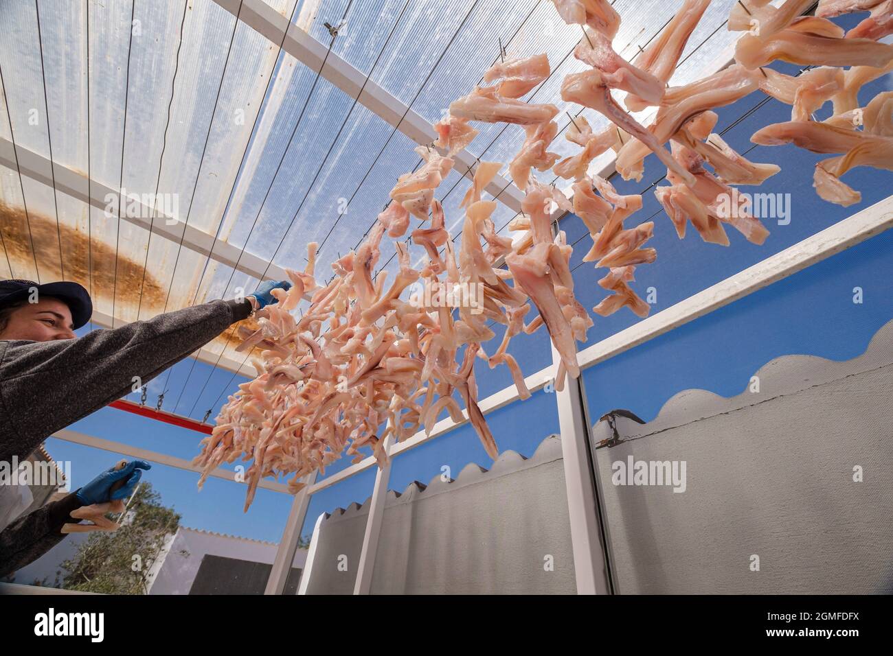 elaboration of dried fish, Formentera, Pitiusas Islands, Balearic ...